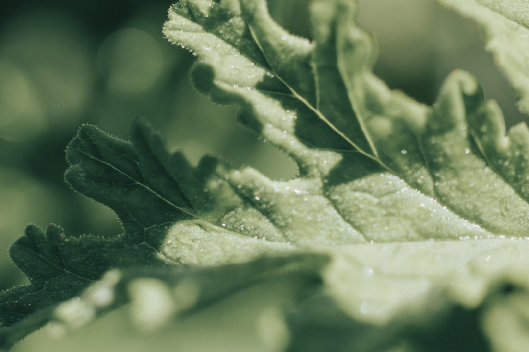 THREE ESSENTIAL SCENTS BEYOND THE RAIN | THREE（スリー）