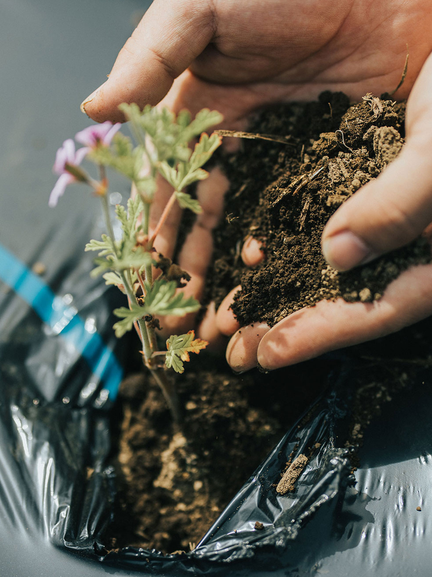 THREE（スリー）